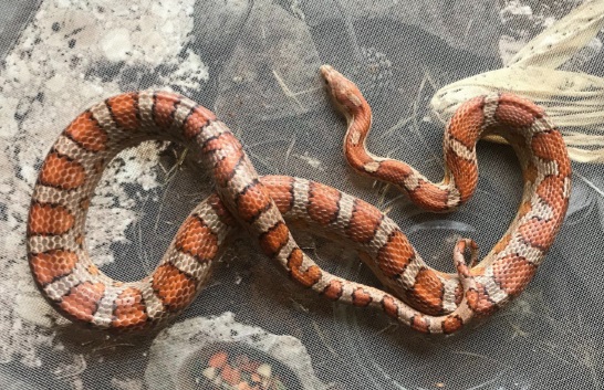 Reptiles - Cedar Run Wildlife Refuge